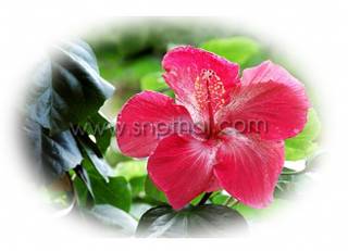 Rose Mallow Extract Liquid - Specialty Natural Products