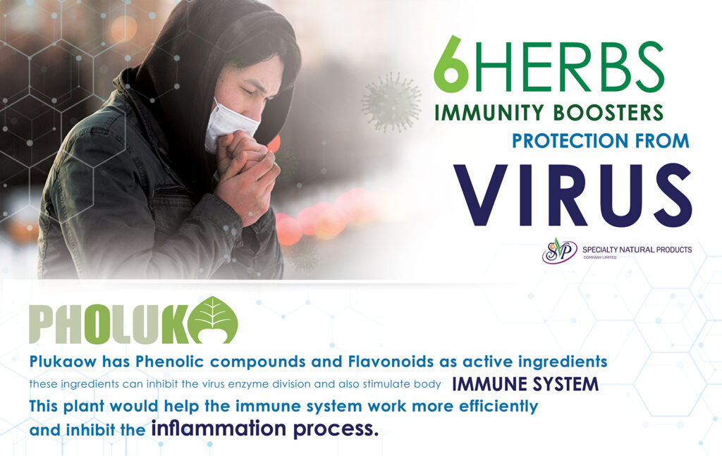 Plu kaow Improve Immune system and Antivirus - Specialty Natural ...
