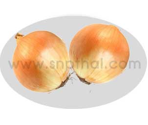 Allium cepa Extract Powder - Specialty Natural Products