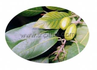 Beleric Extract Powder - Specialty Natural Products Public Company Limited.