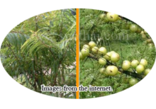 Emblic Extract Liquid - Specialty Natural Products