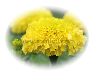 Marigold Extract Powder - Specialty Natural Products