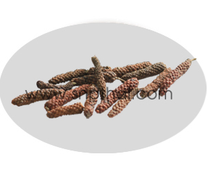 Piper Chaba Extract Liquid - Specialty Natural Products