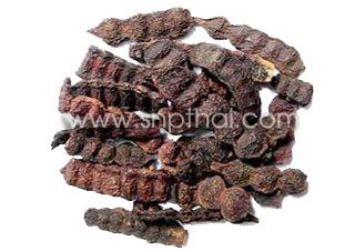 Acacia Concinna Extract Powder - Specialty Natural Products
